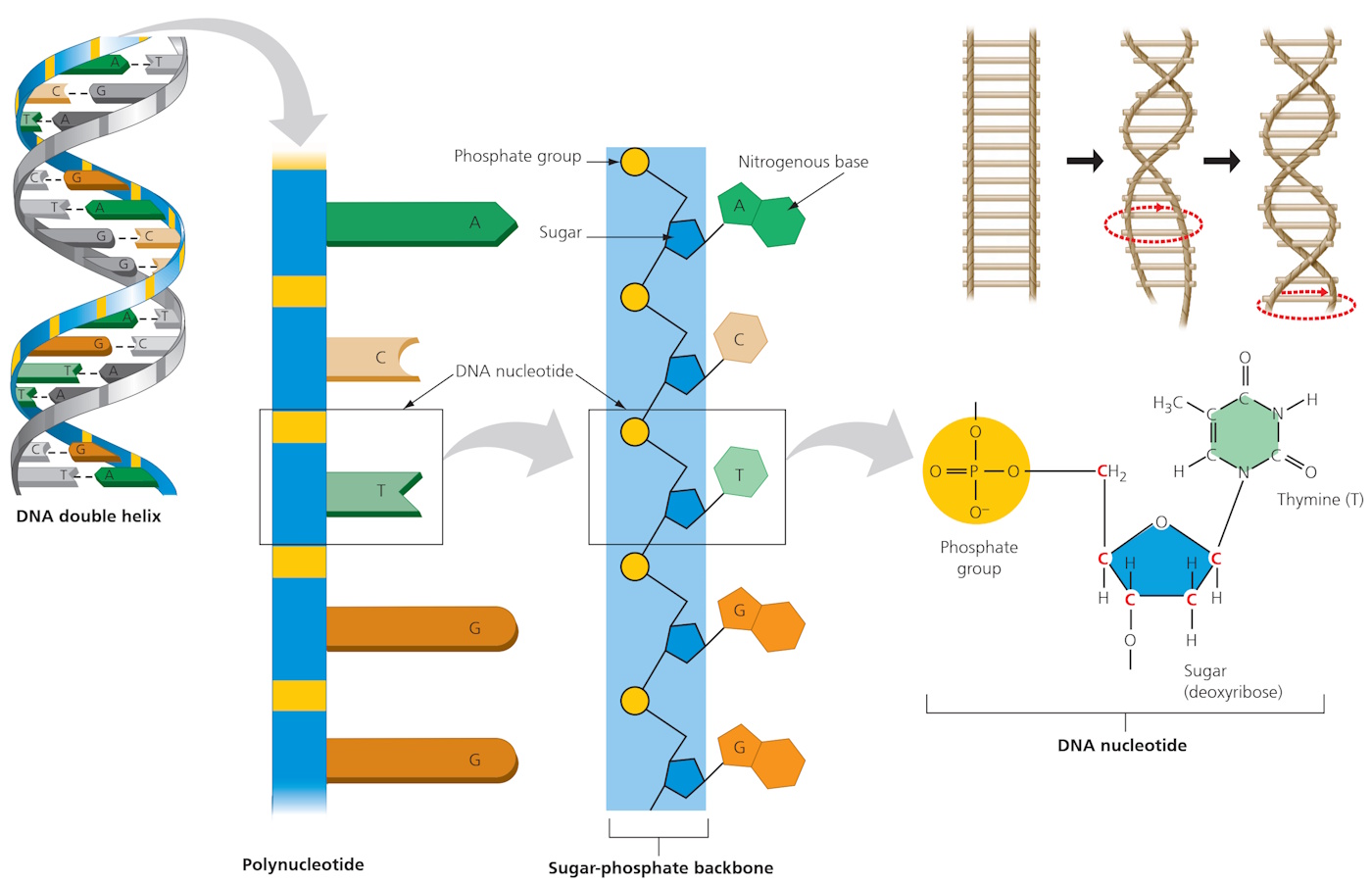 DNA Extraction